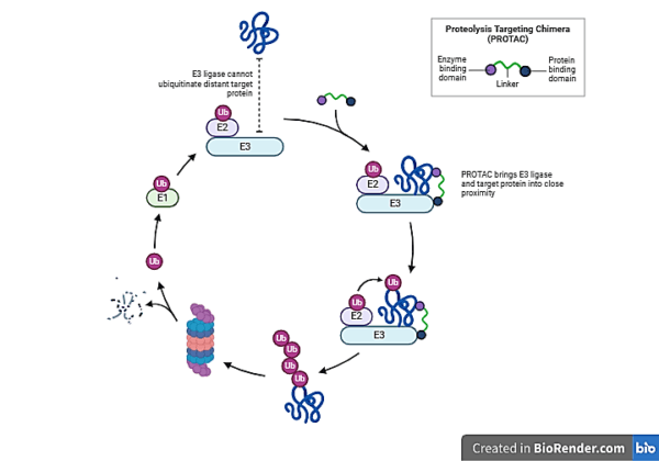 PROteolysis TArgeting Chimeras (PROTACs)- 2 decades of research - Zasya